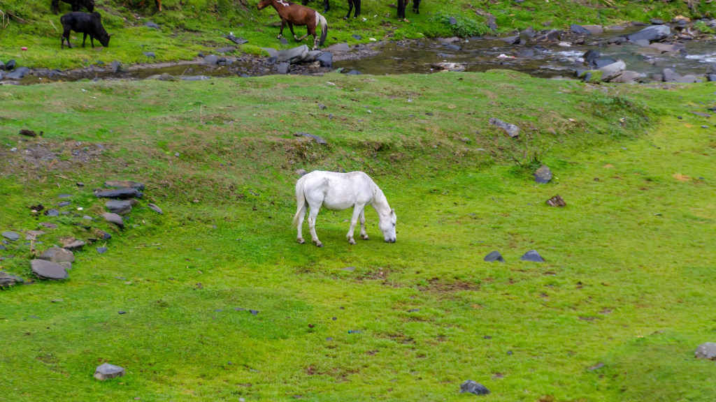 Exploring the Himalayan Paradise: Your Guide to Tirthan Valley | Zostel ...